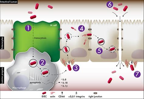 Invasive Lifestyles Of Pathogenic E Coli On Behance