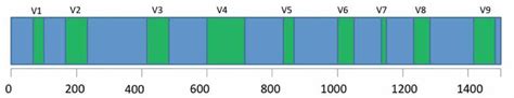 Figure 1 From Microseq Rapid Microbial Identification System Semantic Scholar