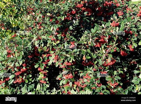 Late Cotoneaster Or Milkflower Cotoneaster Cotoneaster Lacteus Is A Shrub Native To China But