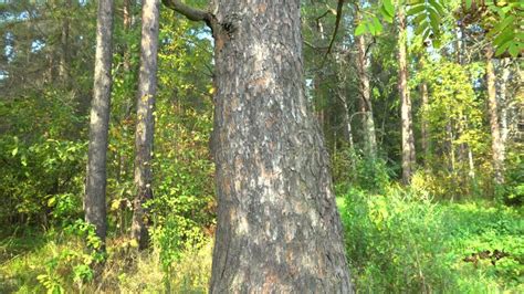 Trunk Of A Majestic Pine Tree Close Up Stock Footage Video Of