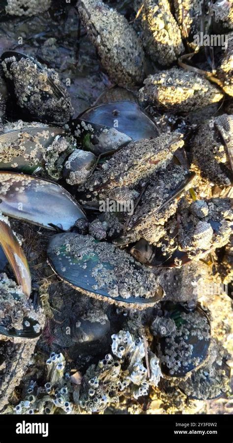New Zealand Green Lipped Mussel Perna Canaliculus Mollusca Stock