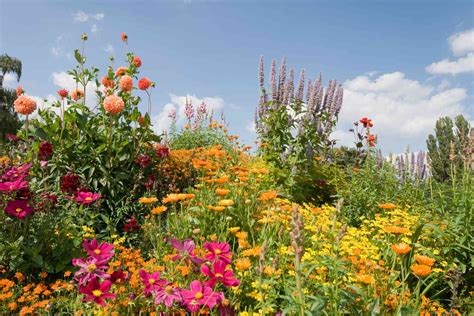 How To Start A Cut Flower Garden Like A Pro