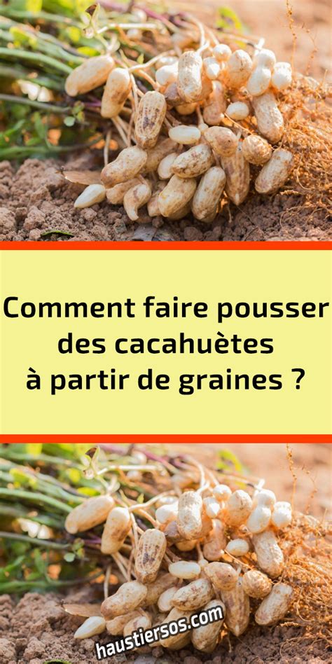 Comment Faire Pousser Des Cacahuètes à Partir De Graines Jardin De Légumes Astuces De