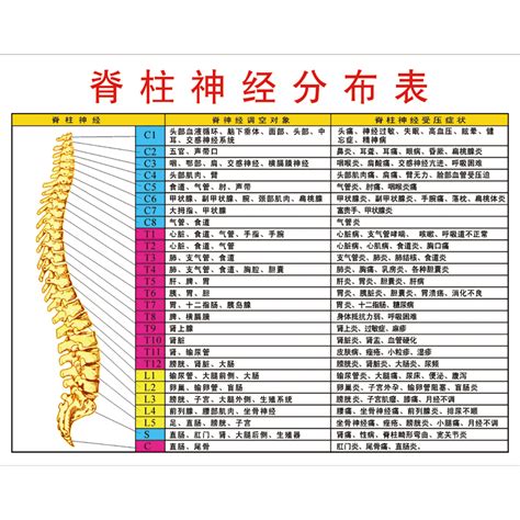 脊柱图全息图 千图网