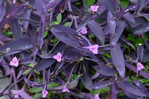 How To Treat Wandering Jew Rash On Dogs At Stephen Bobo Blog