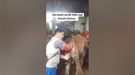 Ib Sapi Limousin Dengan Straw Limousin Cow Sapigemuk Ternak