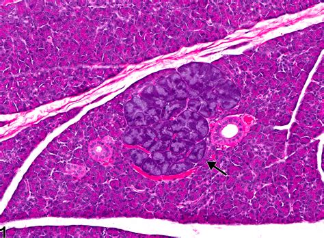 Salivary Gland Histology Parotid Gland Histology Slide