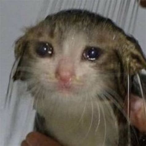 Create Meme Dont Cry The Cat Is Crying Crying Cat Pictures Meme