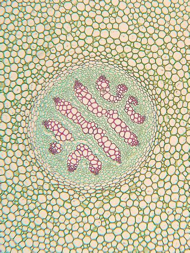 Lycopodium Rhizome Bio Art