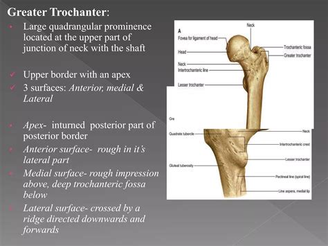 Femur Pptx