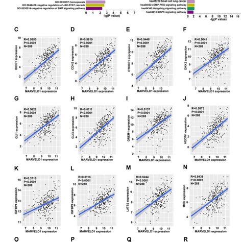 Marvel Domain Containing 1 Marveld1 Is Associated With Biological