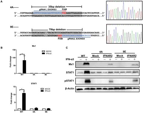 Ifnar2 Dependent Gene Expression Profile Induced By Ifn α In Pteropus Alecto Bat Cells And