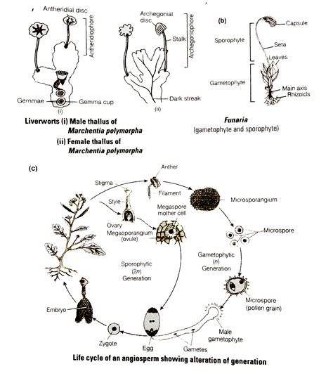 Liverworts Labeled