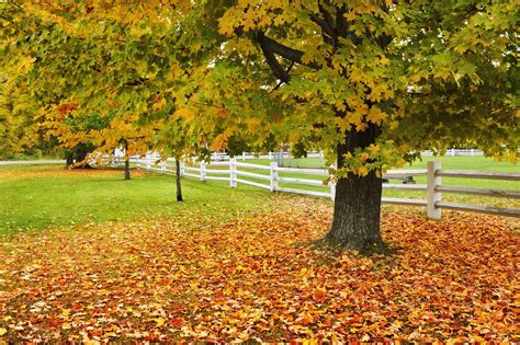 Best Trees For Shade Including Fast Growing Varieties Homes And Gardens