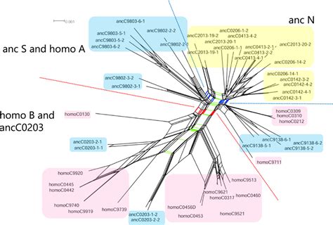 Phylogenetic Network Among Concatenated Data Of The 10 Est Sequences Of