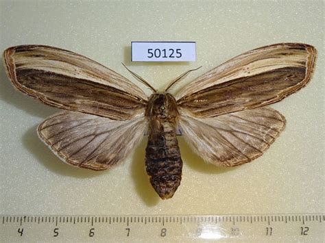 Notodontiidae Truncaptera Inopinata F Costa Rica Fareastinsects