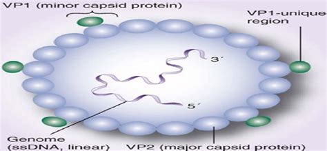 Schematic Structure And Composition Of A Parvovirus Particle Annelie