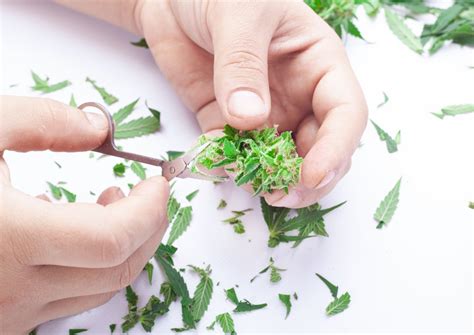 What To Do With Weed Stems 14 Inspiring Ideas Bulk Weed Bc