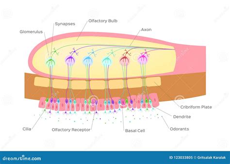 Olfactory Bulb Organ Of Smell Nerve Cells In Nose Vector Stock