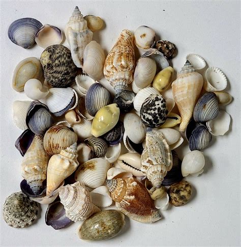 Small Philippine Mix Darlenes Shells