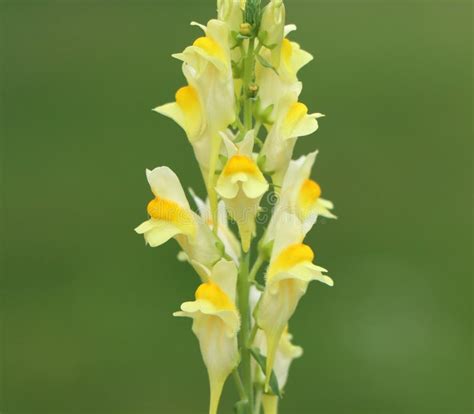 Linaria Vulgaris Common Toadflax Stock Image Image Of Brideweed