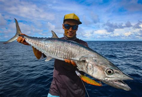 Spanish Mackerel Spanish Mackerel Batang 巴当鱼 Seafood Lobang Spanish Mackerel Spanish Mackerel Batang 巴当鱼 Seafood Lobang