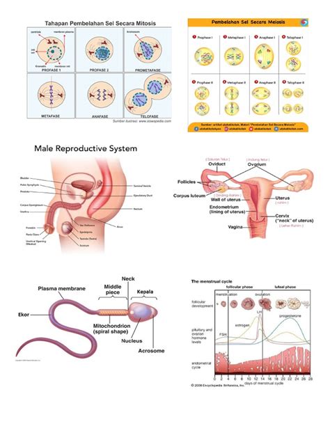 Tugas Bilogi Kelas 3 Smp Pdf