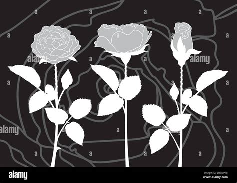 Illustration Of White Roses Silhouettes On Dark Background Stock Vector