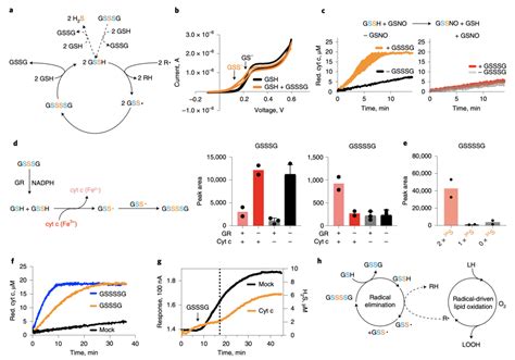 Nature Chemical Biology丨铁死亡新机制丨过硫化氢通过清除自由基来抑制脂质过氧化和铁死亡 知乎