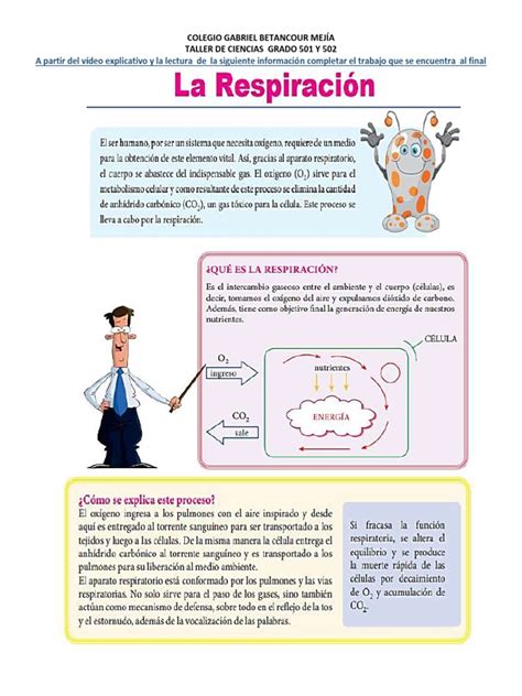 Taller De La Respiración Pdf Sistema Respiratorio Pulmón