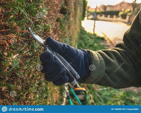 Garden Work On Pruning Cypress Branches Of Living Fence Stock Image