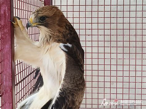 辨词：双腿长满羽毛的猛禽