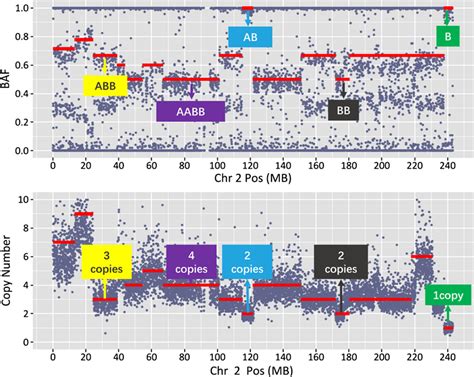 The Relationship Between B Allele Frequency Top Panel And Copy Number
