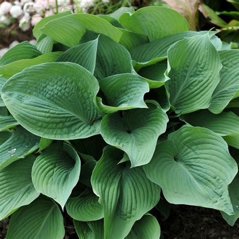 Pretty Silvery Blue Hosta Plants For Sale Online Blue Angel Easy To