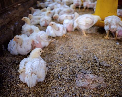Chicken Farm Stock Image Image Of Agribusiness Beak 290804863