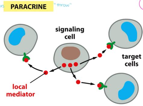 Lecture 3 Cell Signalling Pathways Flashcards Quizlet
