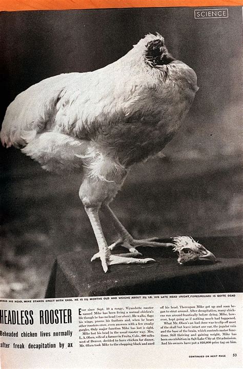 Genetically Modified Headless Chicken