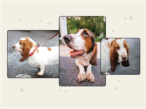 Basset Hound Dog Breed Profile