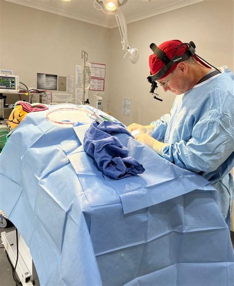 Tplo Tibial Plateau Levelling Osteotomy Bentons Road Vet