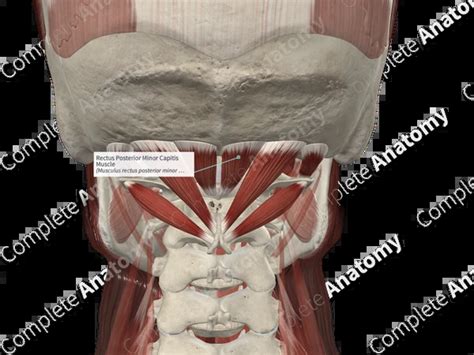 Rectus Posterior Minor Capitis Muscle Complete Anatomy