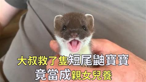 大叔救了隻短尾鼬寶寶，竟把它當親女兒養，放生後居然又跑回來報恩！【小奶狗觀影】 Youtube