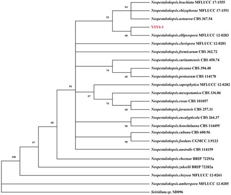 Neighbour‐joining Tree Using Mega10 Version 100 Inferred From The
