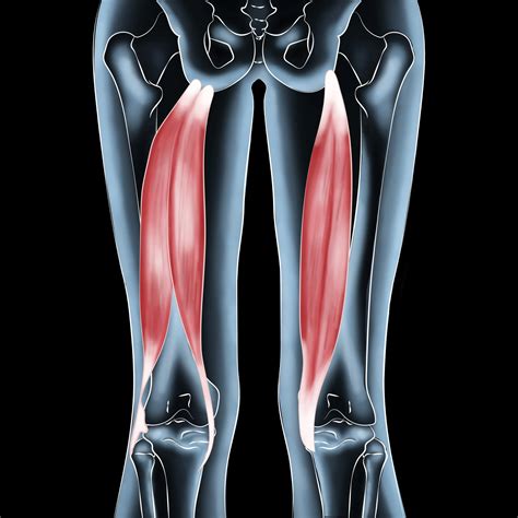Hamstring Muscles Anatomy Hamstring Muscles Anatomy