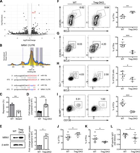 Neuritin A Known Molecule That Tfrs Employ To Control Pc Responses Is