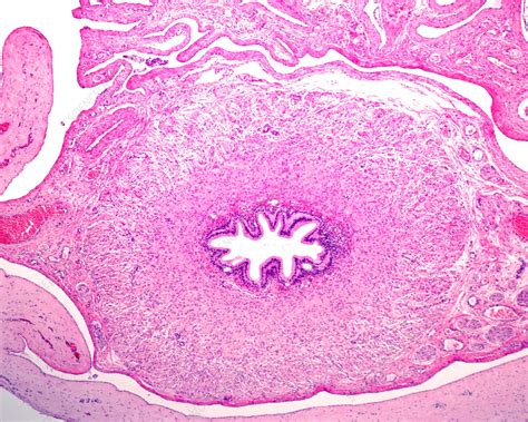 Vas Deferens Light Micrograph Stock Image C0585022 Science