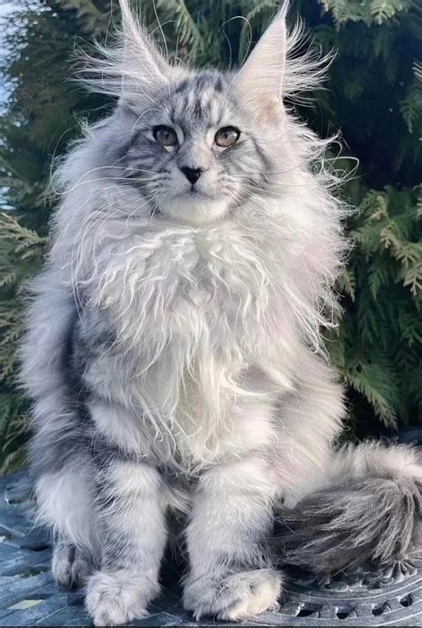 Considering A Maine Coon Cat Seeking Insights Rmainecoons