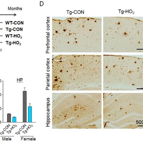 Hyperoxygenation Treatment Suppressed Beta Amyloid Plaque Deposition In