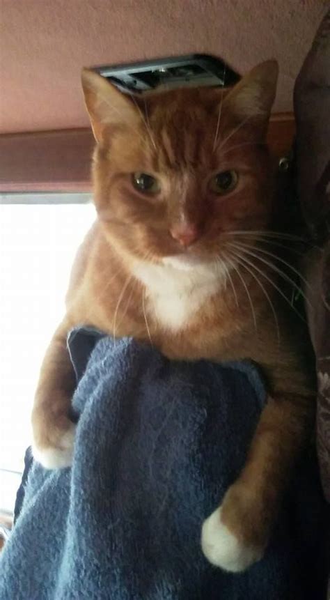 Pin On Dandy The Kitty Kitty Cats Dandy