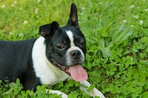 8 Short Haired Small Dog Breeds