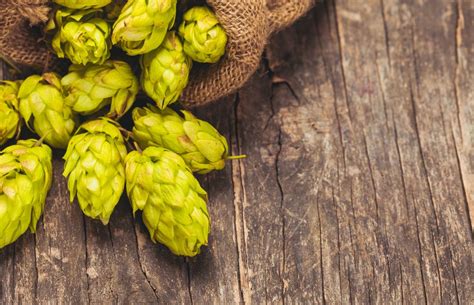 Hop Varieties Chart And Flavor Profiles